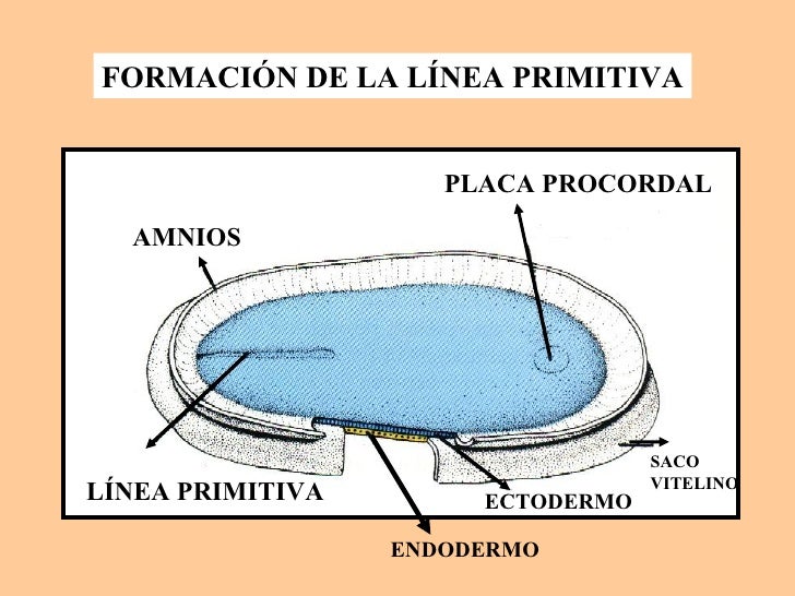 embriologia - Mind42