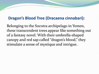 Discovering Natures Strangeness The Top Strange Trees Worldwide.pptx