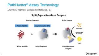Measure Target Cancer Cell Death in Co-Cultures | PPT