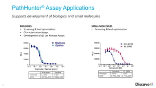 Cell-based Assays for Immunotherapy Drug Development | PDF