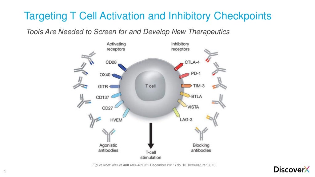 Cell-based Assays for Immunotherapy Drug Development