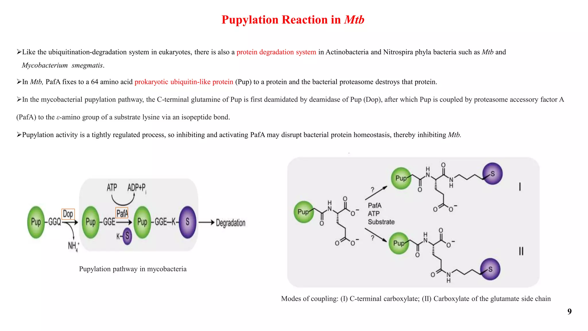 Discovery and Mechanistic Study of Mycobacterium tuberculosis PafA ...