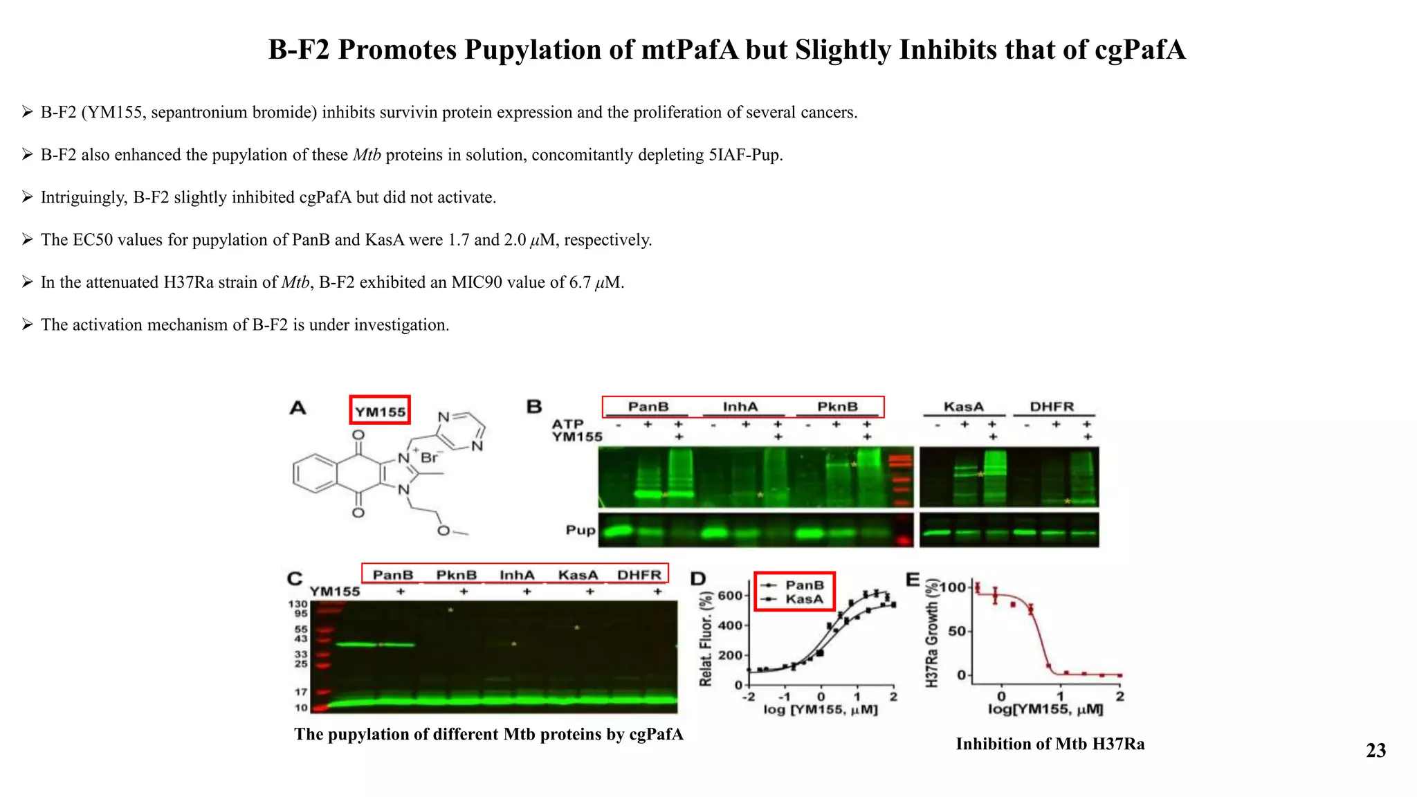 Discovery and Mechanistic Study of Mycobacterium tuberculosis PafA ...