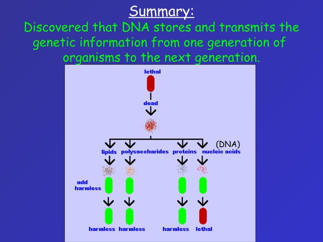 Discovery Dna Ppt