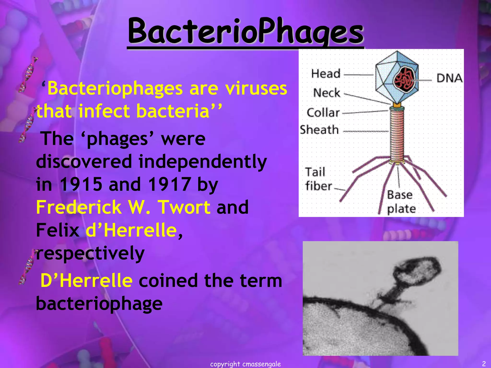 Discovery of bacteriophage | PPT