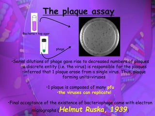 Discovery of bacteriophage | PPT