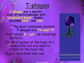 Discovery of bacteriophage | PPT
