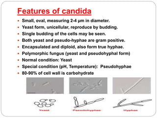 Discovery of candida | PPTX