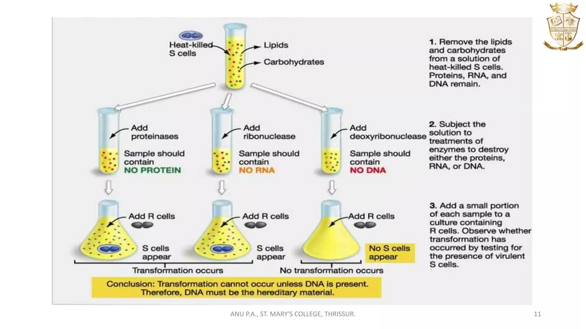 Discovery of DNA as genetic material | PPTX