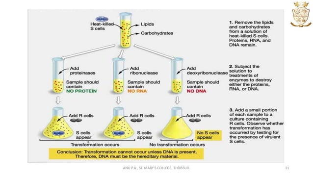 Discovery of DNA as genetic material | PPTX | Biological Sciences | Science