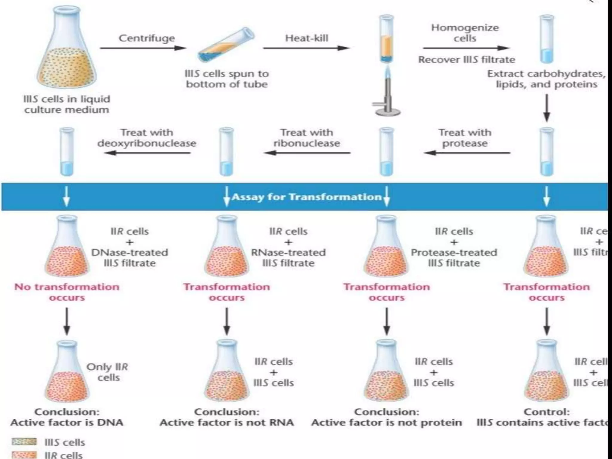 Discovery of dna as the universal genetic material | PPTX | Biological ...