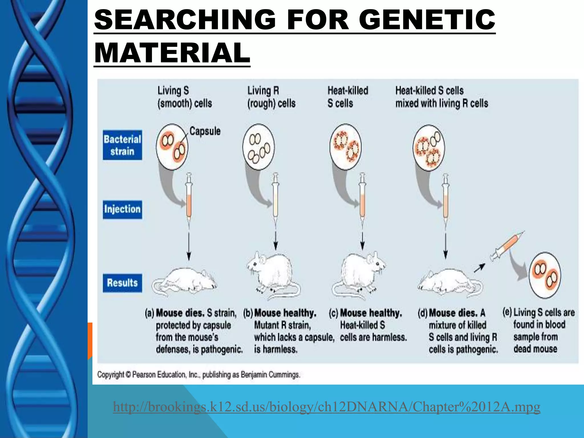 Discovery of dna as the universal genetic material | PPTX | Biological ...