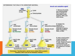 Discovery of dna as the universal genetic material | PPTX