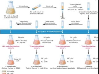 Discovery of dna as the universal genetic material | PPTX
