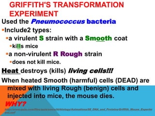Discovery of dna as the universal genetic material | PPTX | Biological ...