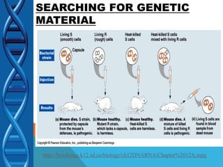 Discovery of dna as the universal genetic material | PPTX | Biological ...
