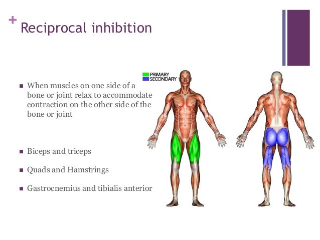 Discoving the muscle