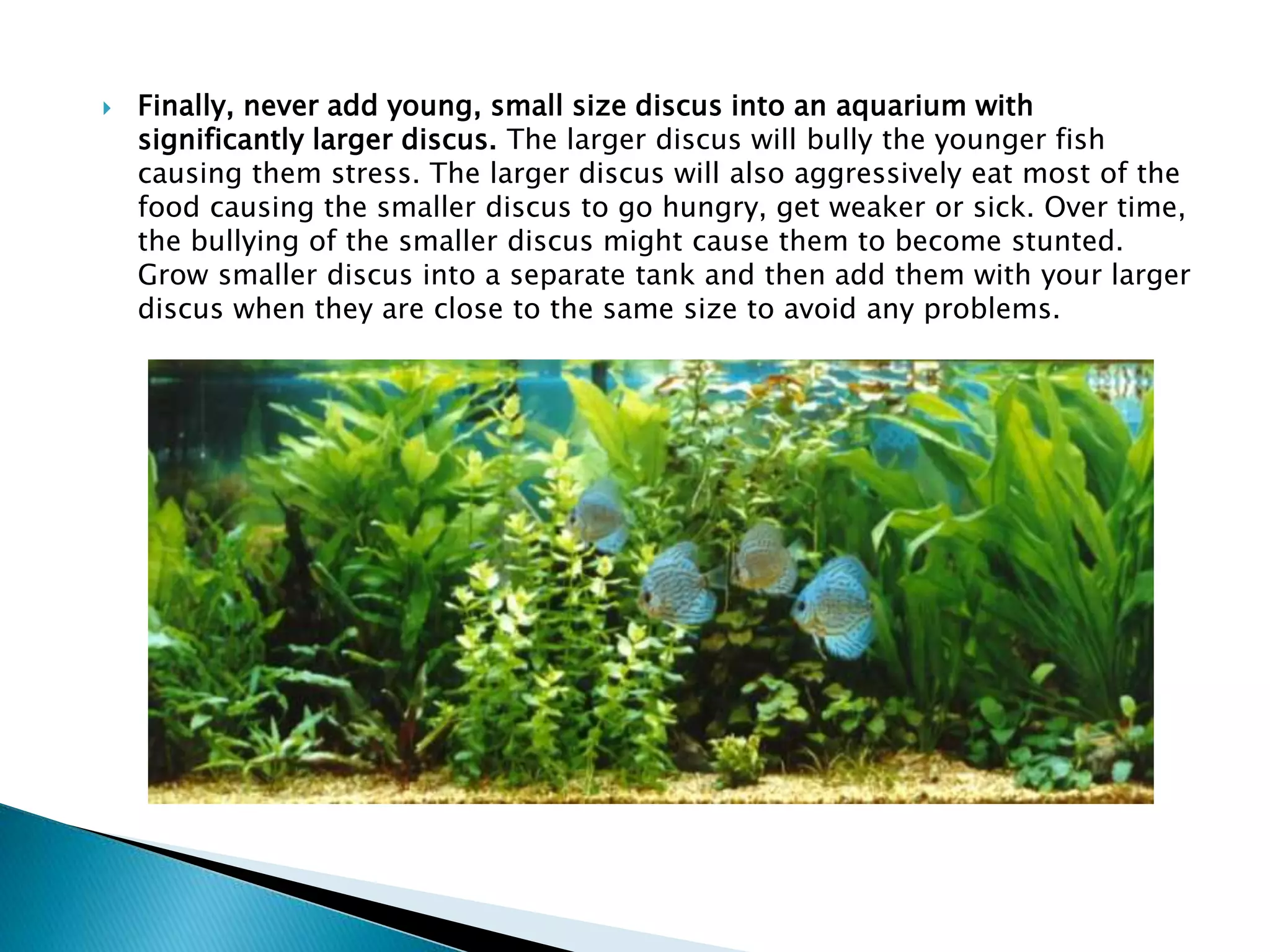 Discus fish tank mates | PPT