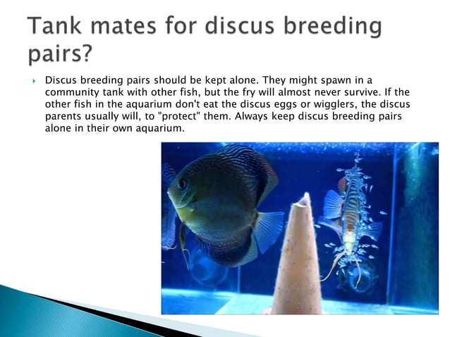 Discus fish tank mates | PPT