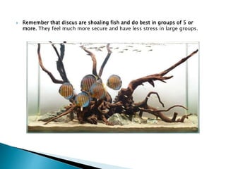 Discus fish tank mates | PPT