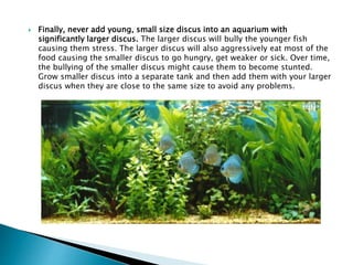Discus fish tank mates | PPT