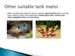 Discus fish tank mates | PPTX