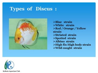 Discus keeping for beginners | PPTX