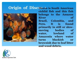 Discus keeping for beginners | PPTX