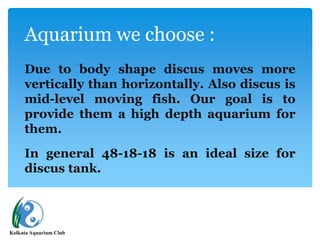 Discus keeping for beginners | PPTX