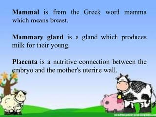Mammals | PPTX