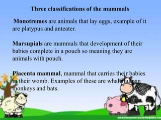 Mammals | PPT
