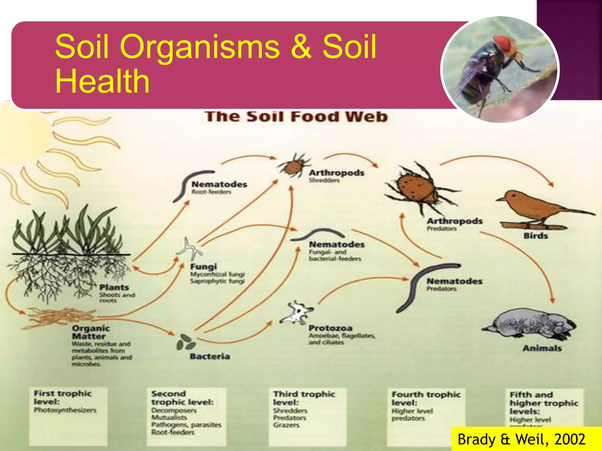 Bio-Physico- Chemical Properties of Soil | PPTX