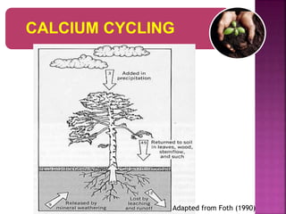 Calcium Cycle In Soil