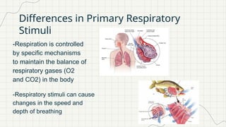 Discussion of LKK 1 (4-6) respiration system By group 2.pptx