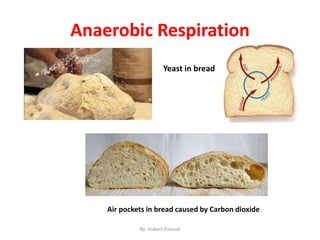 Discuss the importance of respiration | PPTX