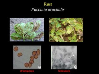 DISEAES OF GROUNDNUT.pptx