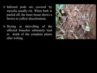 DISEAES OF GROUNDNUT.pptx