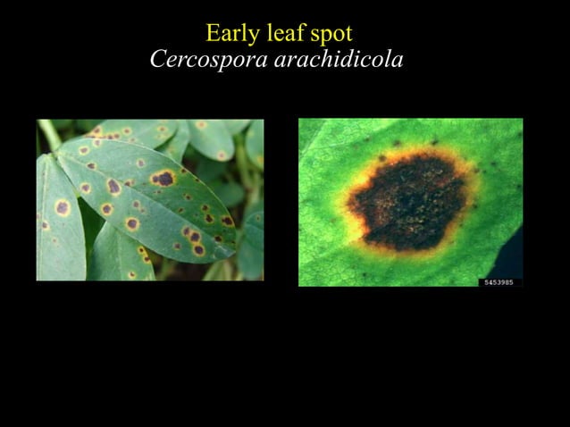 DISEAES OF GROUNDNUT.pptx