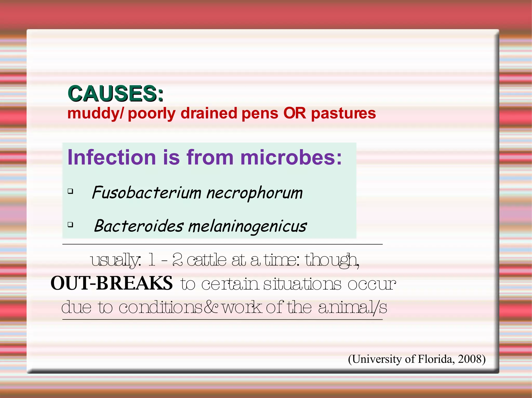 Disease Process in Animals: Foot Rot in Cattle | PPT