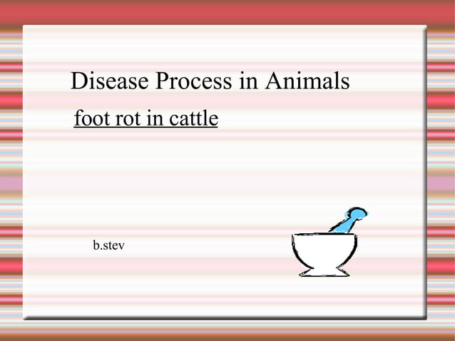Disease Process in Animals: Foot Rot in Cattle | PPT | Foot Health ...