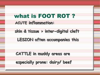 Disease Process in Animals: Foot Rot in Cattle | PPT