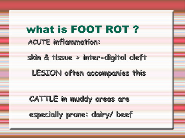 Disease Process in Animals: Foot Rot in Cattle | PPT | Foot Health ...