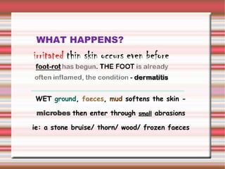 Disease Process in Animals: Foot Rot in Cattle | PPT