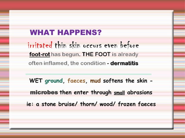 Disease Process in Animals: Foot Rot in Cattle | PPT | Foot Health ...