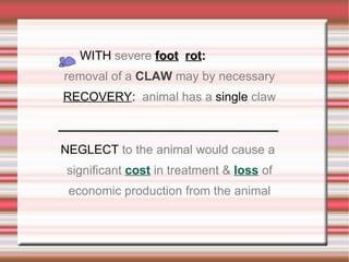Disease Process in Animals: Foot Rot in Cattle | PPT