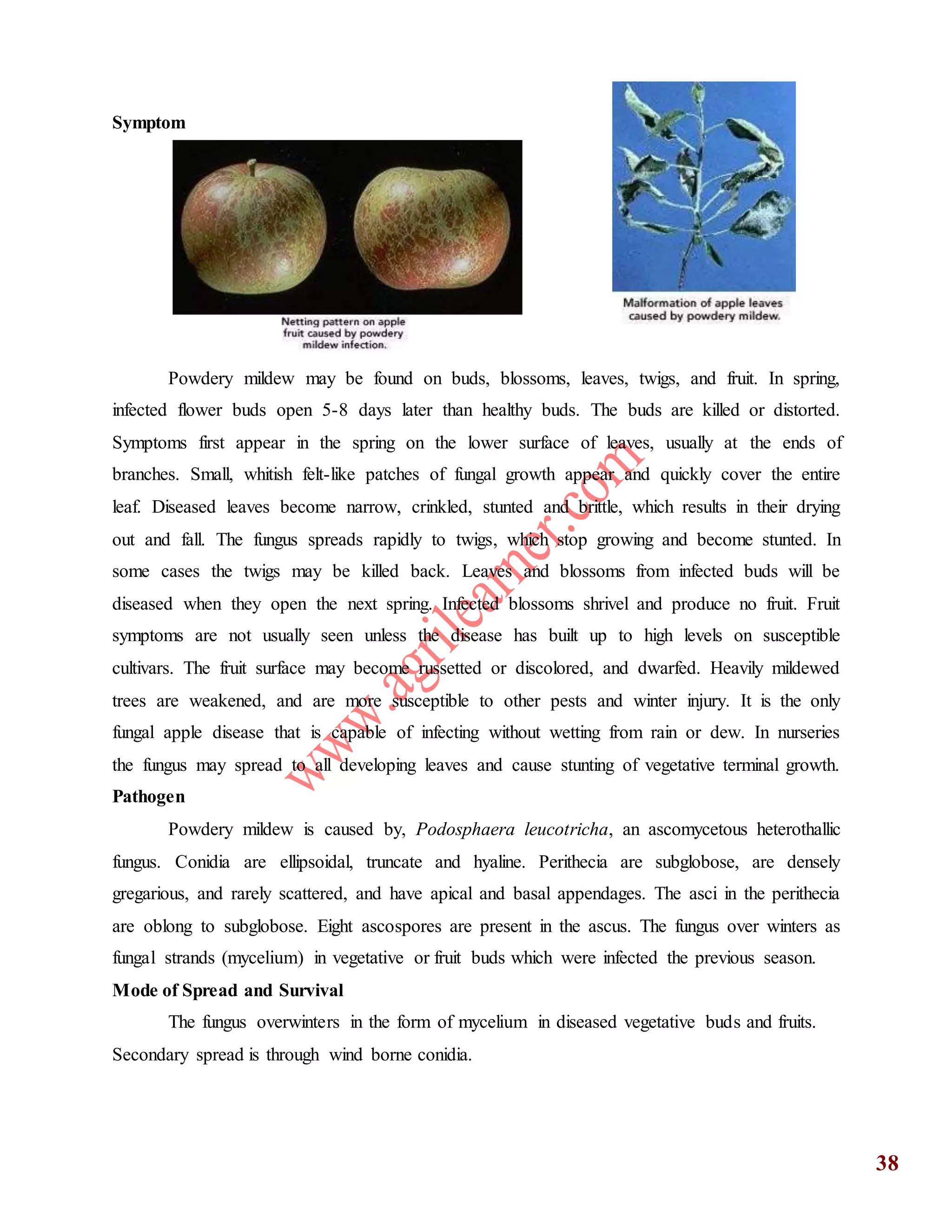 Disease of-horticultural-crops-their-management1 | DOCX
