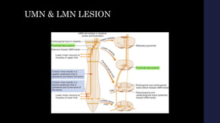 Disease affecting the spinal cord (myelopathy) | PPT