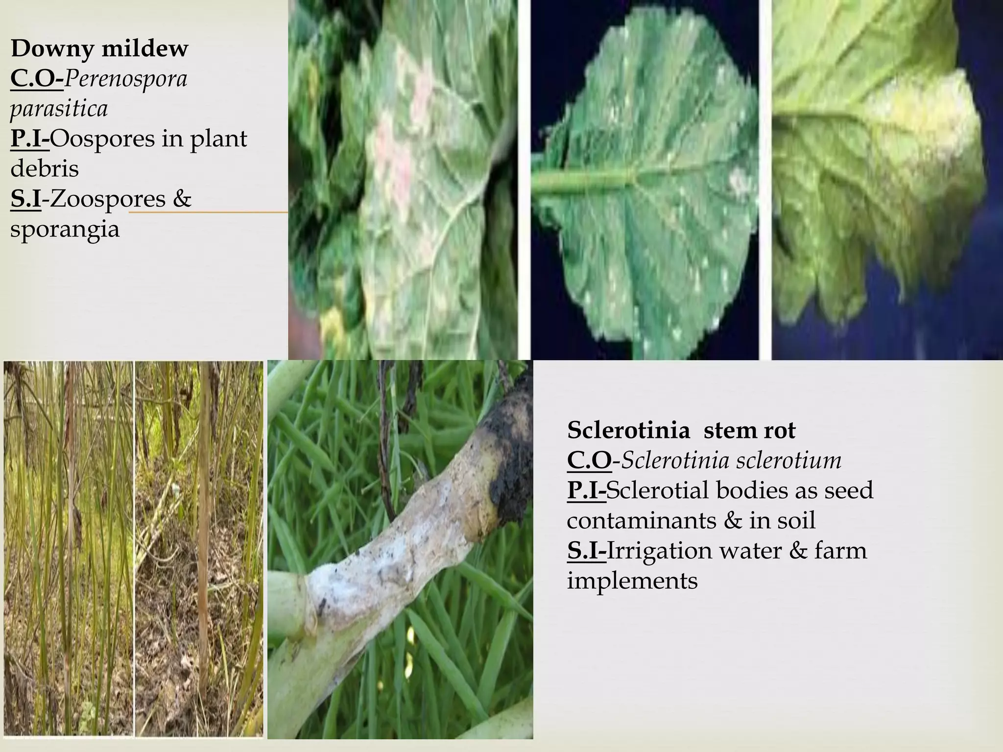 Disease Album of Plant Diseases | PDF