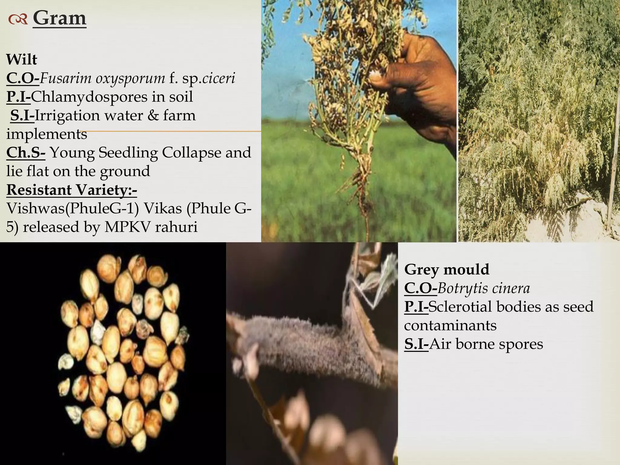 Disease Album of Plant Diseases | PDF