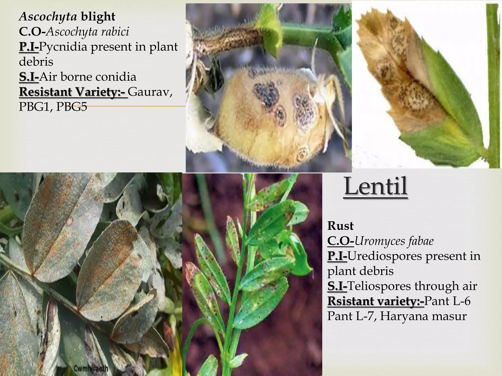 Disease Album of Plant Diseases | PDF